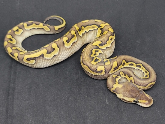 Chocolate, Lesser, Puzzle Ball Python by CK Industries