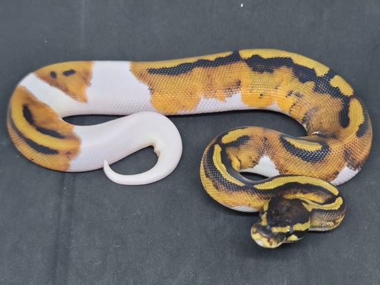Pied Ball Python by CK Industries