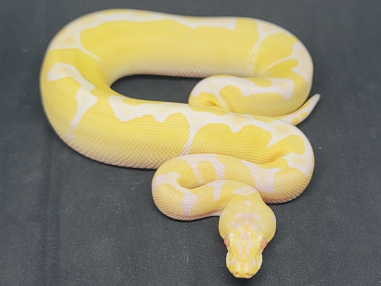 Albino Clown Ball Python by CK Industries