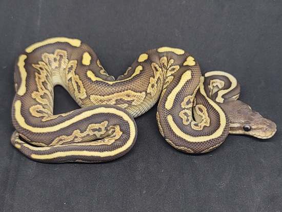 Black Pastel, Lesser, Orange Dream, Possible Chocolate Ball Python by ...