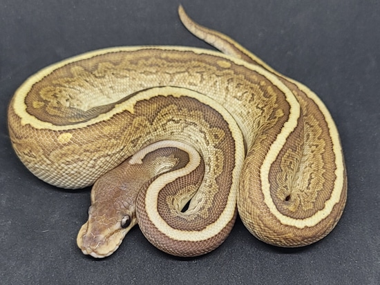 Black Pastel, Lesser, Orange Dream, Pinstripe Ball Python by CK Industries