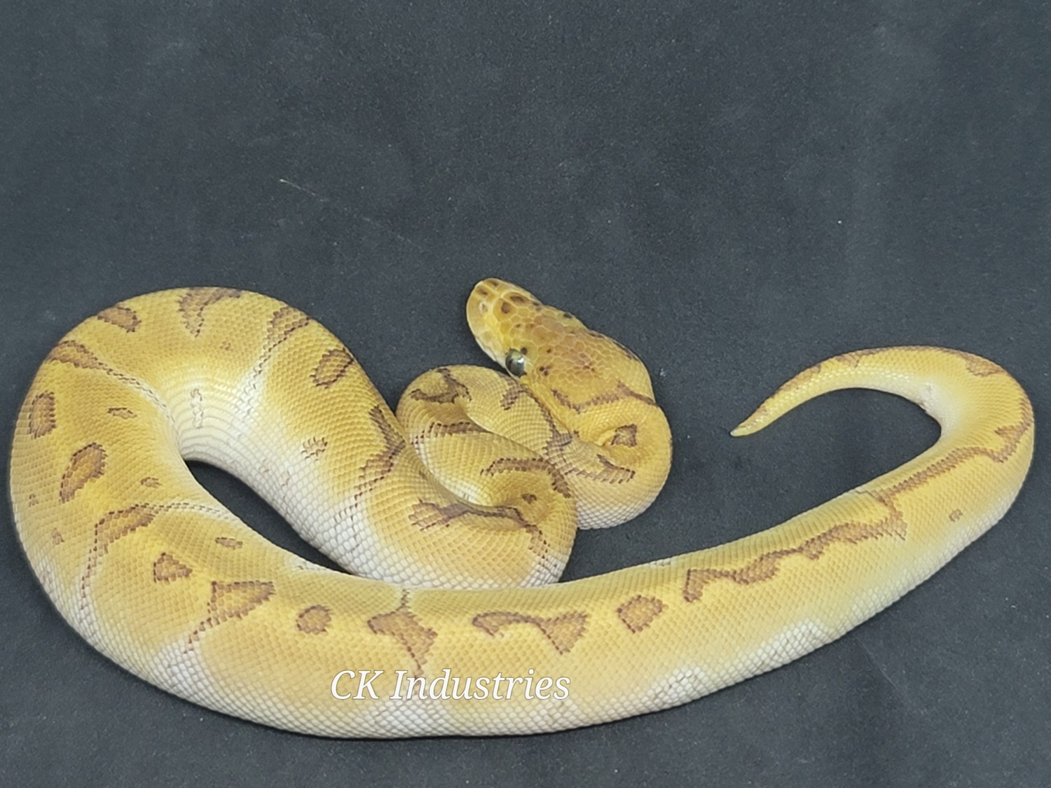 Enchi, Mojave, Pinstripe, Clown