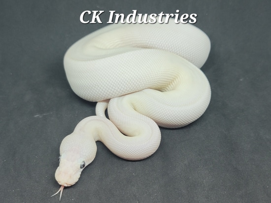 Lesser Mojave Ball Python by CK Industries