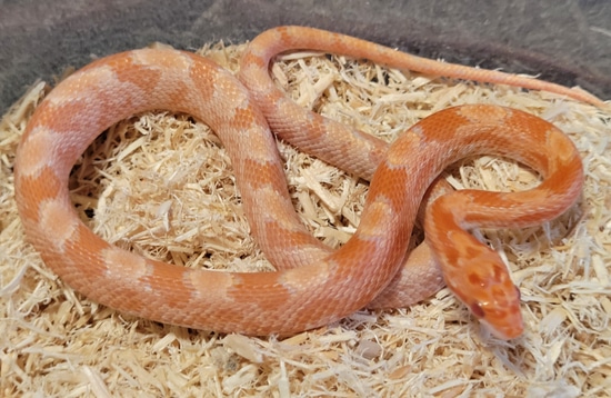 Bloodred Mandarin Corn Snake by Chris Nicholas Reptiles