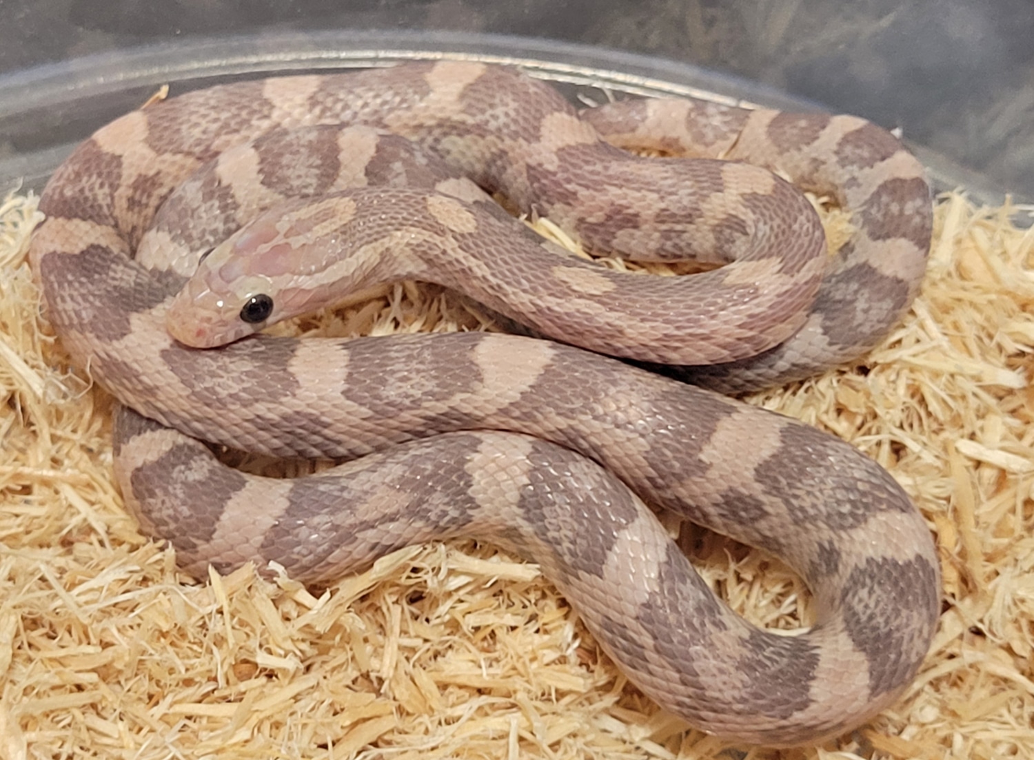 Lavender Het Sunkissed, Stripe, Hypo, Caramel Corn Snake by Chris ...