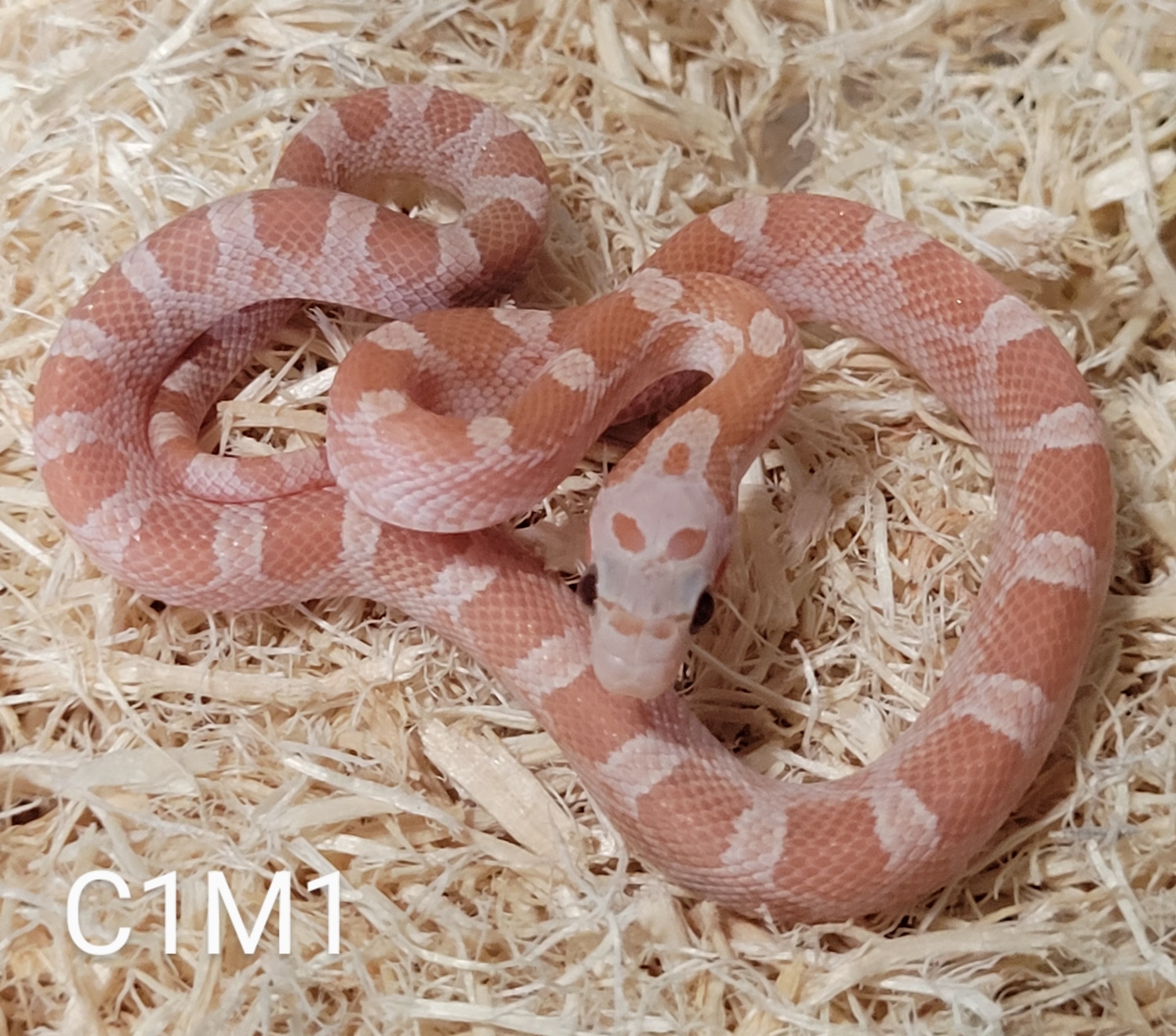 Peach Hypo Plasma Het Caramel Corn Snake by Chris Nicholas Reptiles - MorphMarket