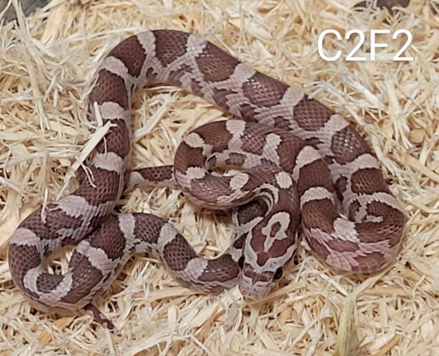 Lavender Het Sunkissed, Hypo, Caramel 50% Ph Diffused Corn Snake by ...