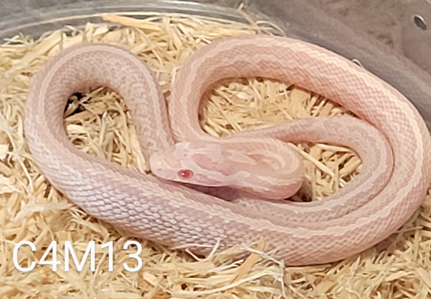 Coral Snow Tessera Corn Snake by Chris Nicholas Reptiles - MorphMarket