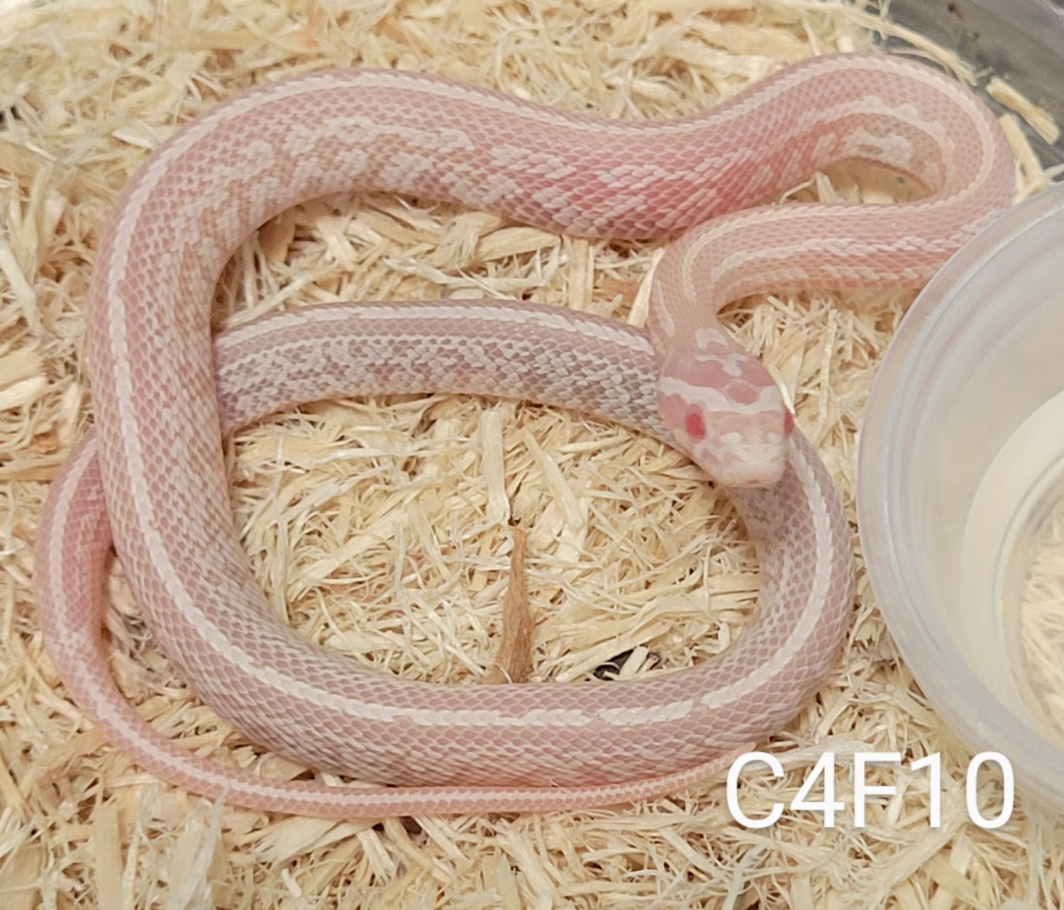 Coral Snow Tessera Corn Snake by Chris Nicholas Reptiles - MorphMarket