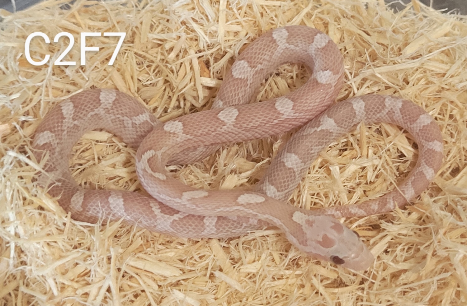 Diffused Amaretto Corn Snake by Chris Nicholas Reptiles - MorphMarket