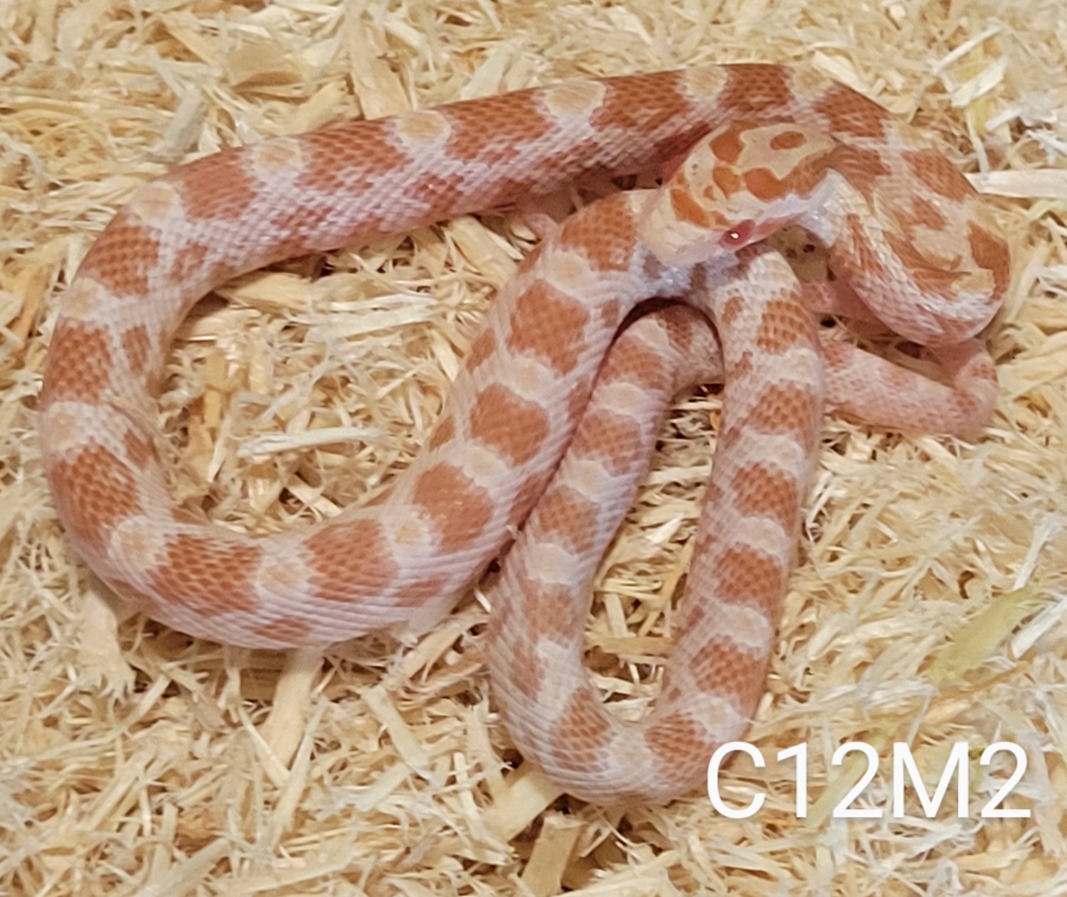 Butter Het Diffused / Lavender/ Lava / Hypo Corn Snake by Chris ...