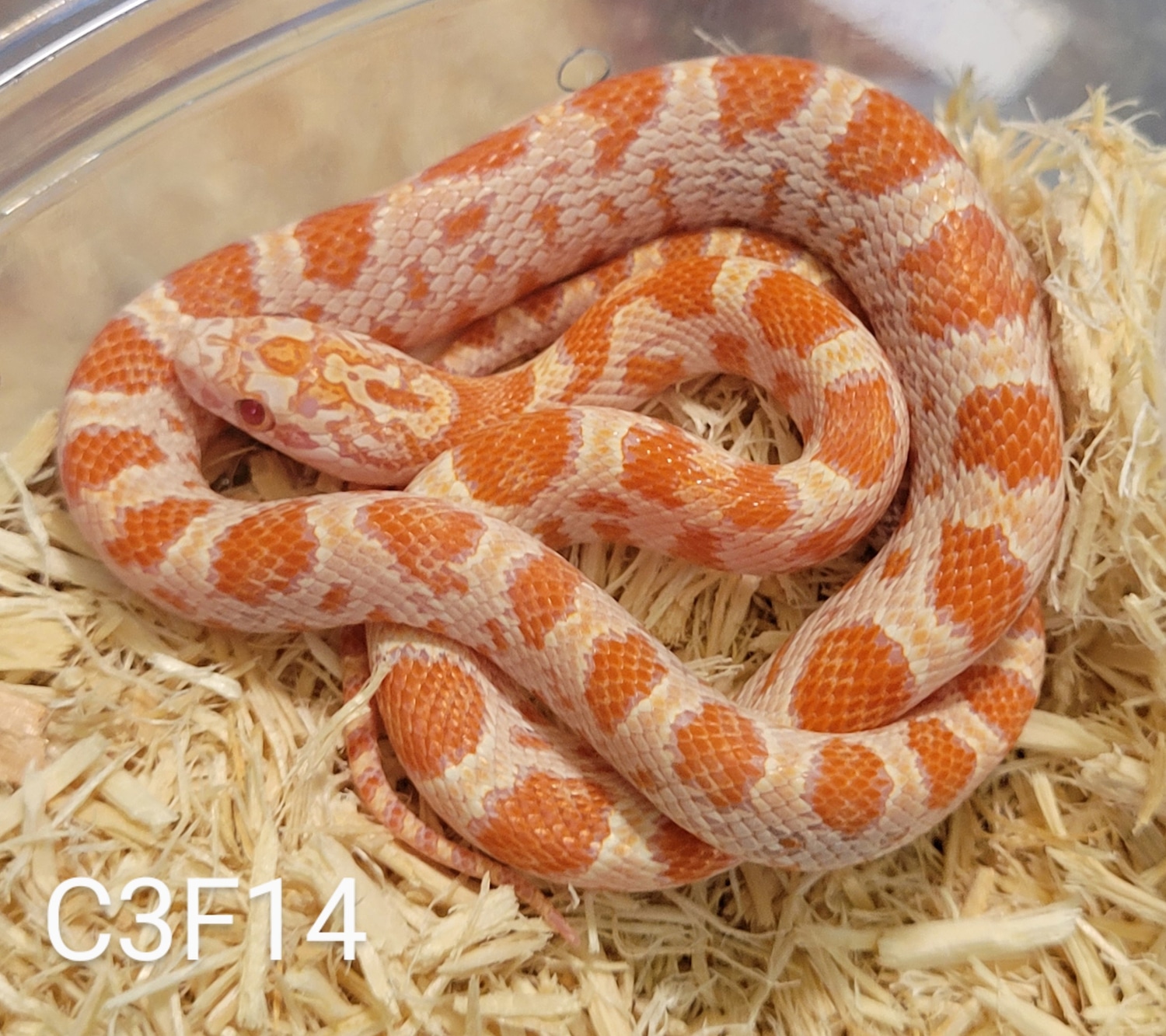 Sunkissed Candy Cane 66% Ph Caramel Corn Snake by Chris Nicholas ...