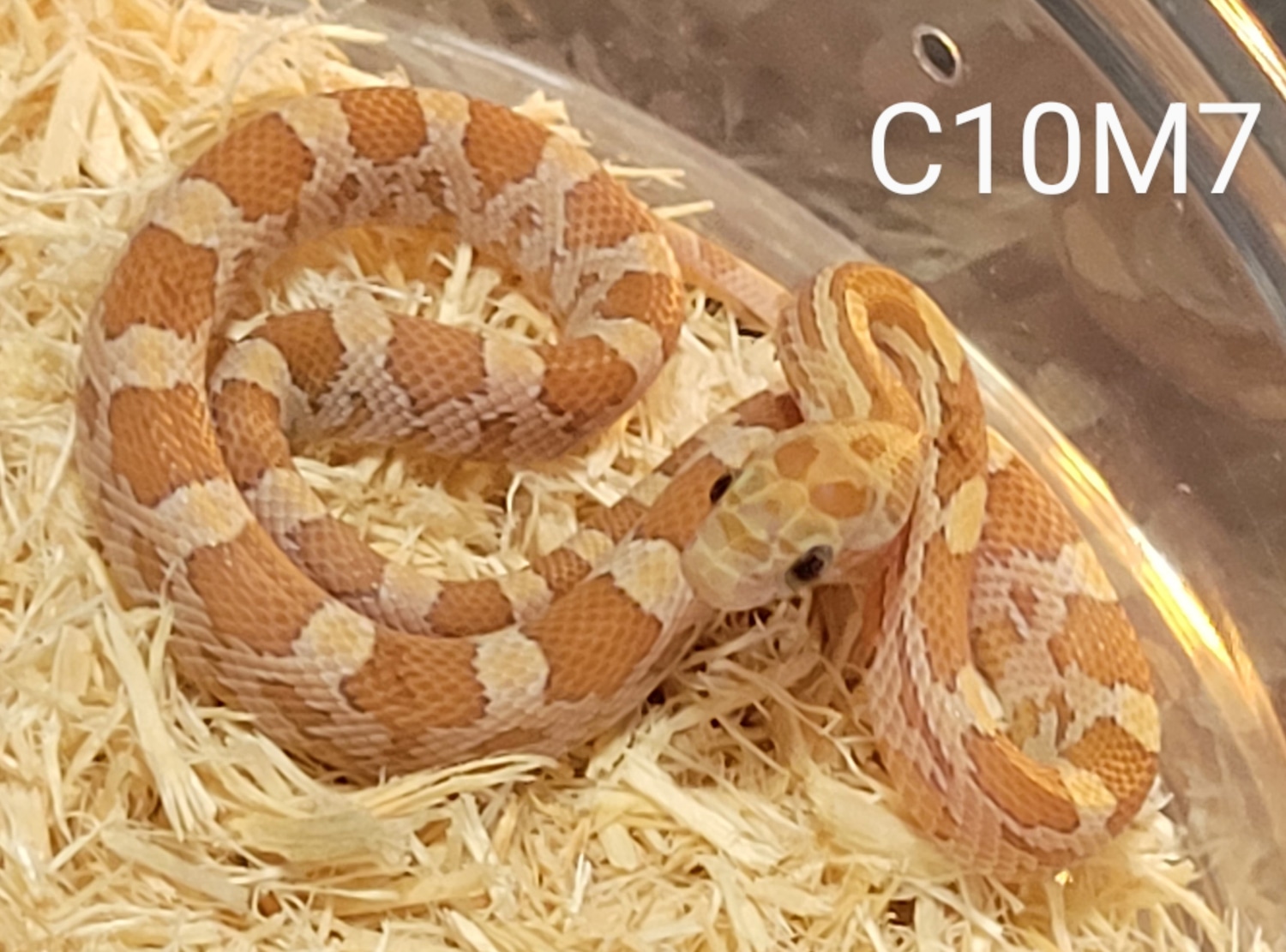 Topaz Het Moonstone 50% Amel Pair Corn Snake by Chris Nicholas Reptiles ...