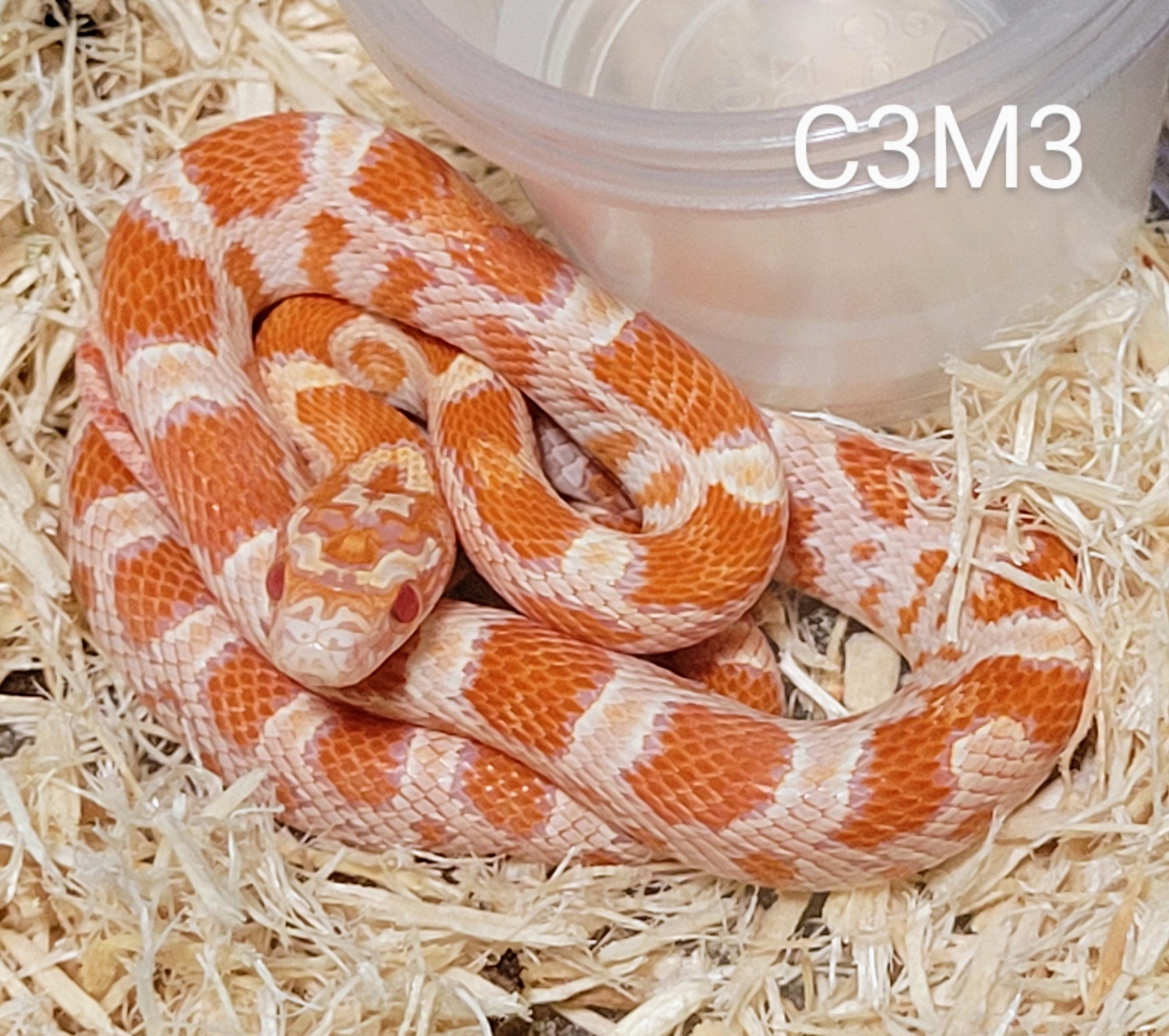 Sunkissed Candy Cane 66% Ph Caramel Corn Snake by Chris Nicholas ...