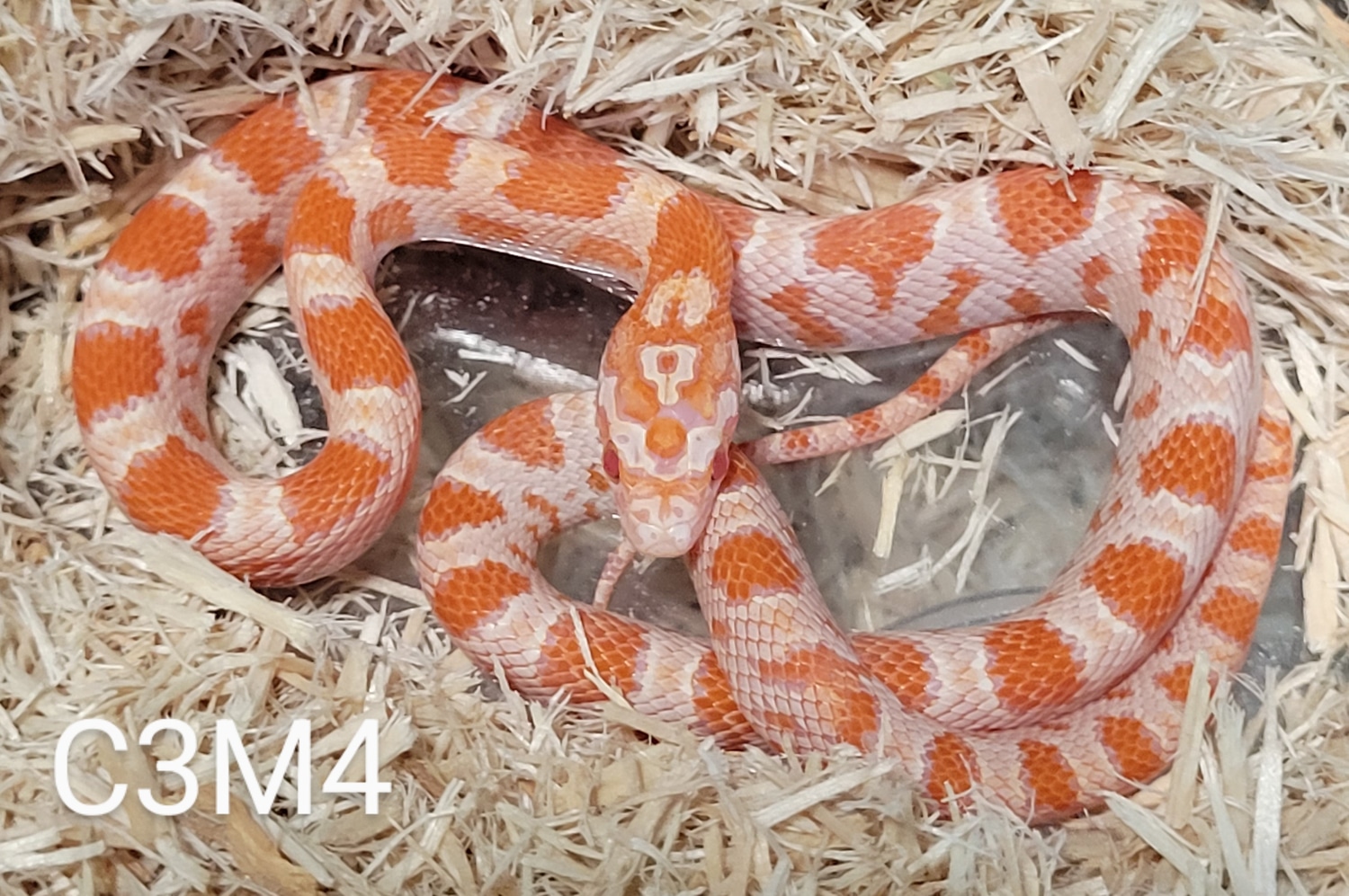 Sunkissed Candy Cane 66% Ph Caramel Corn Snake by Chris Nicholas ...