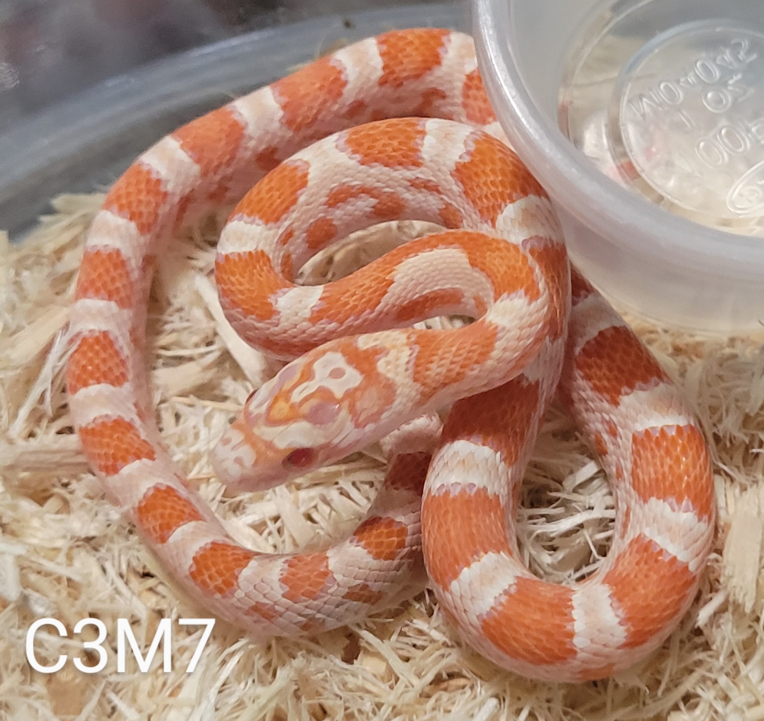 Sunkissed Candy Cane 66% Ph Caramel Corn Snake by Chris Nicholas ...