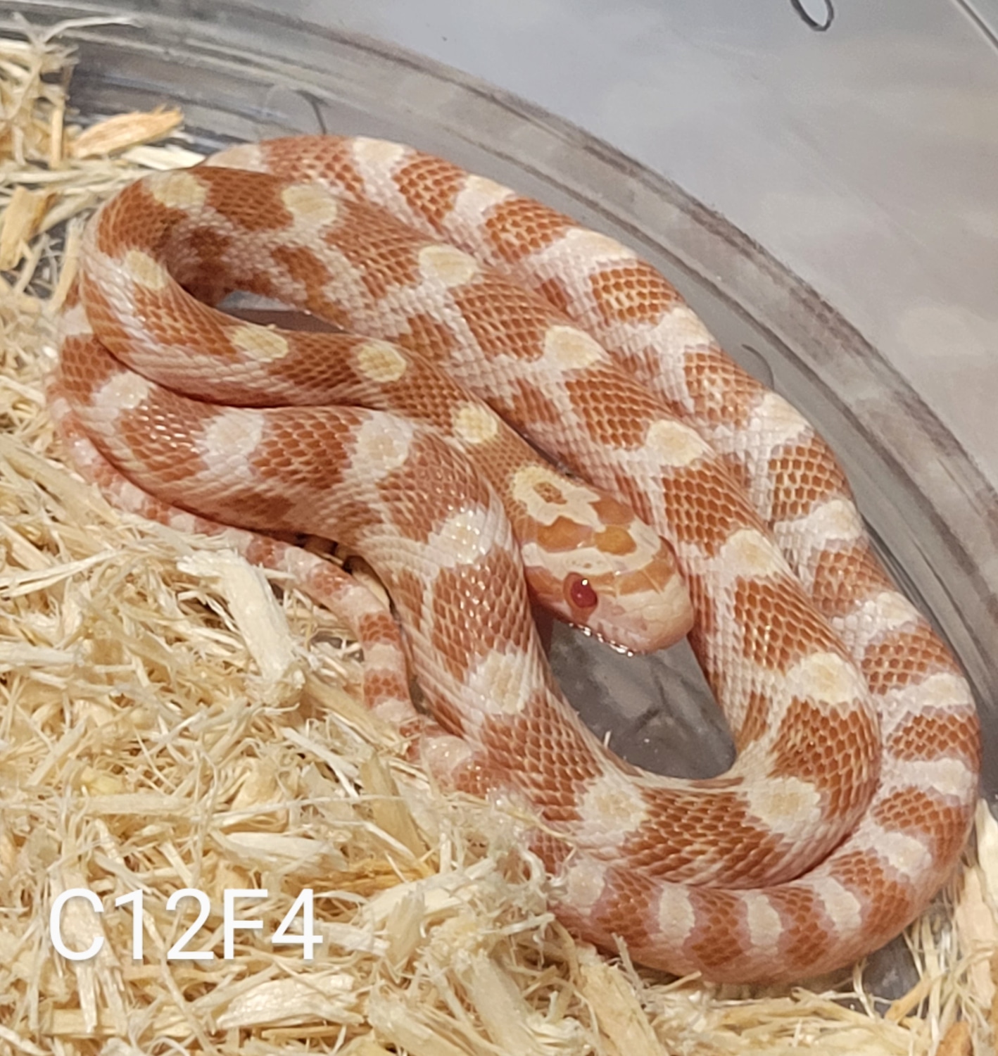 Butter Het Diffused, Lavender, Lava, Hypo Corn Snake by Chris Nicholas ...