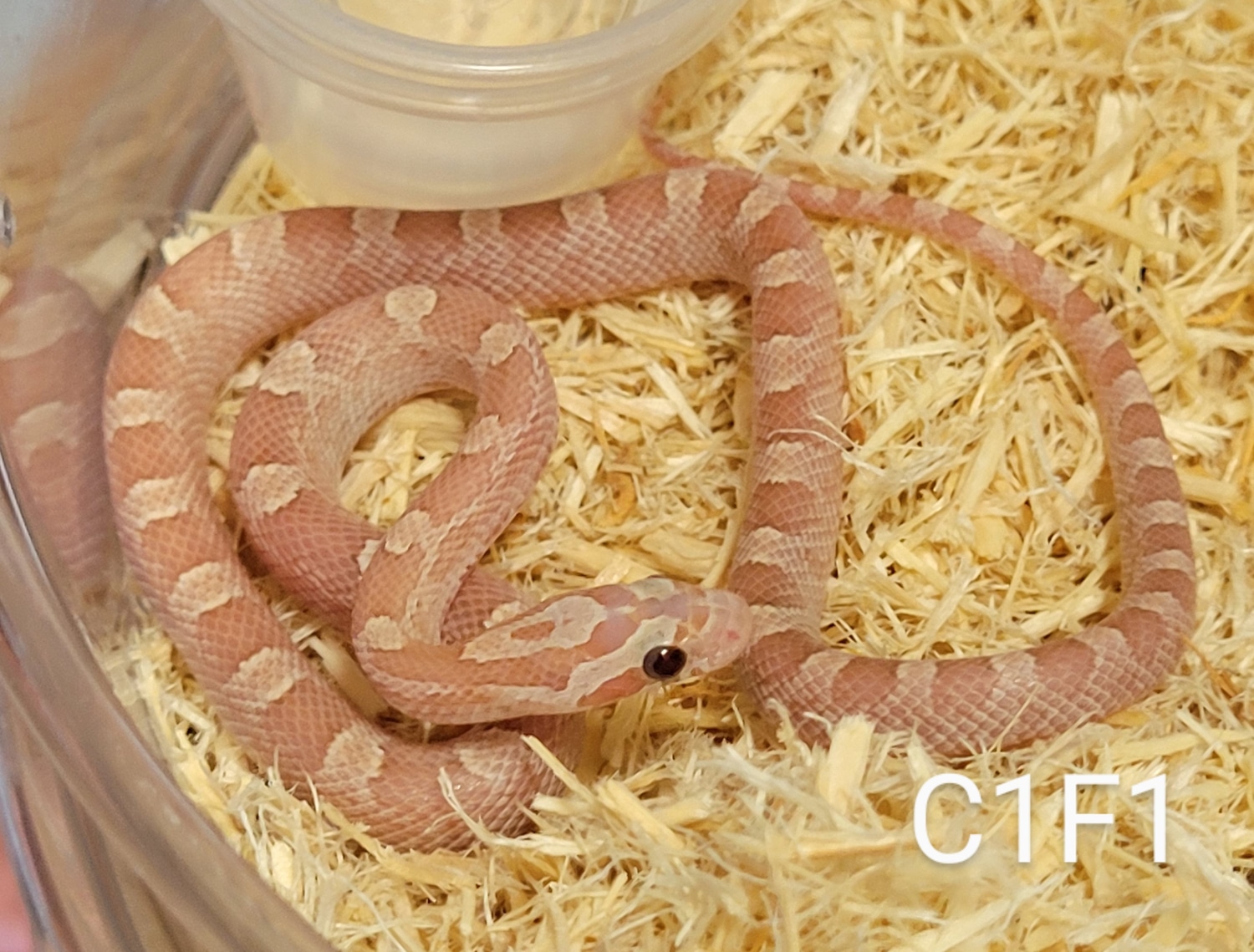 Peach Hypo Plasma Het Caramel 50% Ph Amel Corn Snake by Chris Nicholas Reptiles - MorphMarket