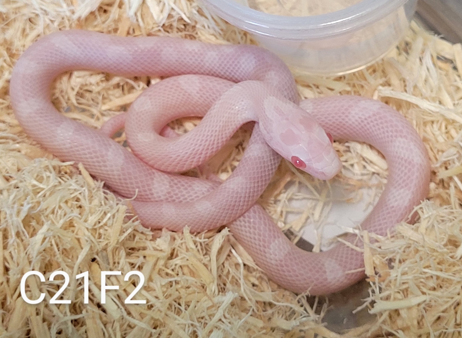 Whiteout 66% Ph Lavender/ Hypo Corn Snake by Chris Nicholas Reptiles ...