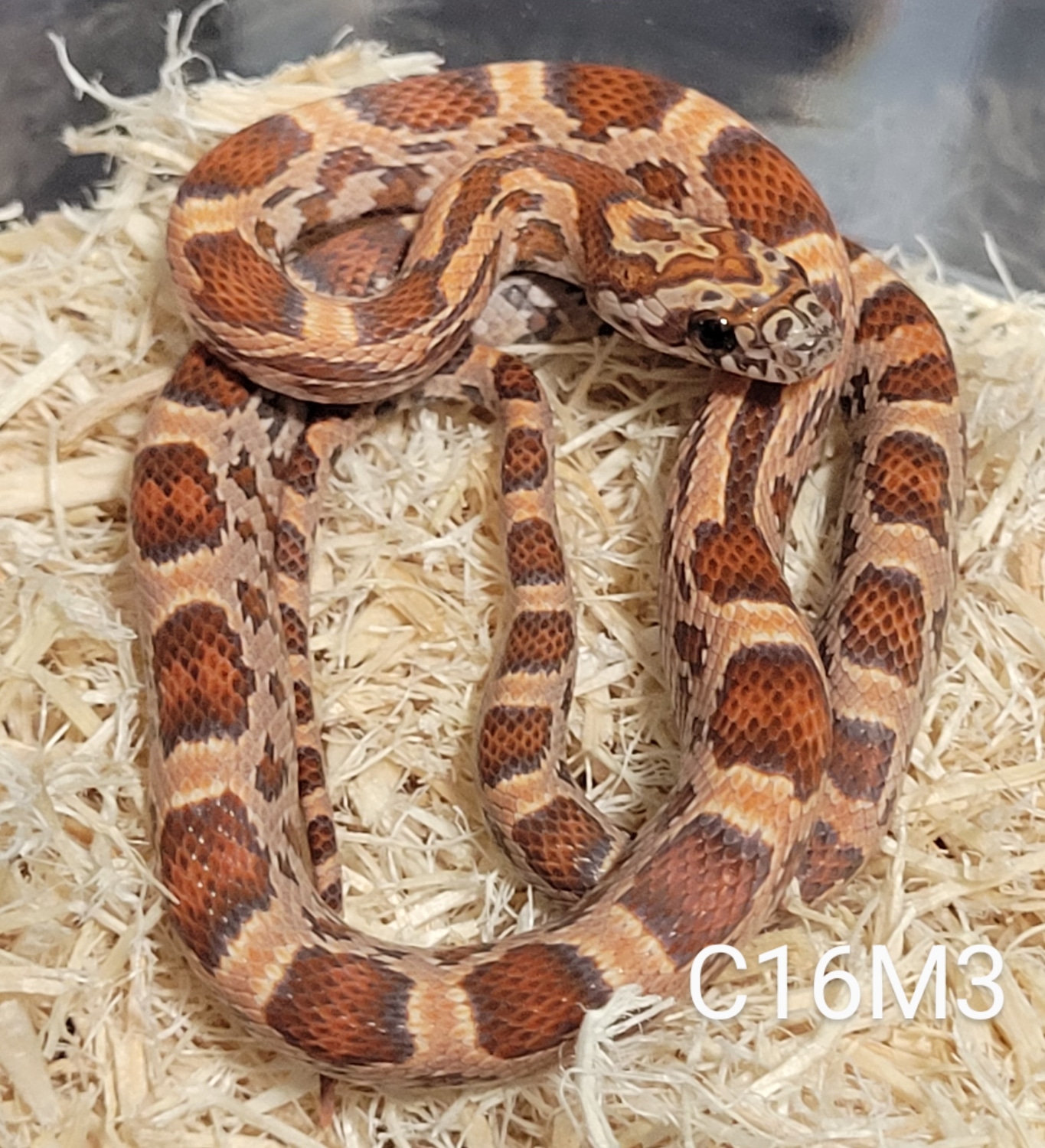 1.1 2022 Sunkissed Het Opal Corn Snake by Chris Nicholas Reptiles ...