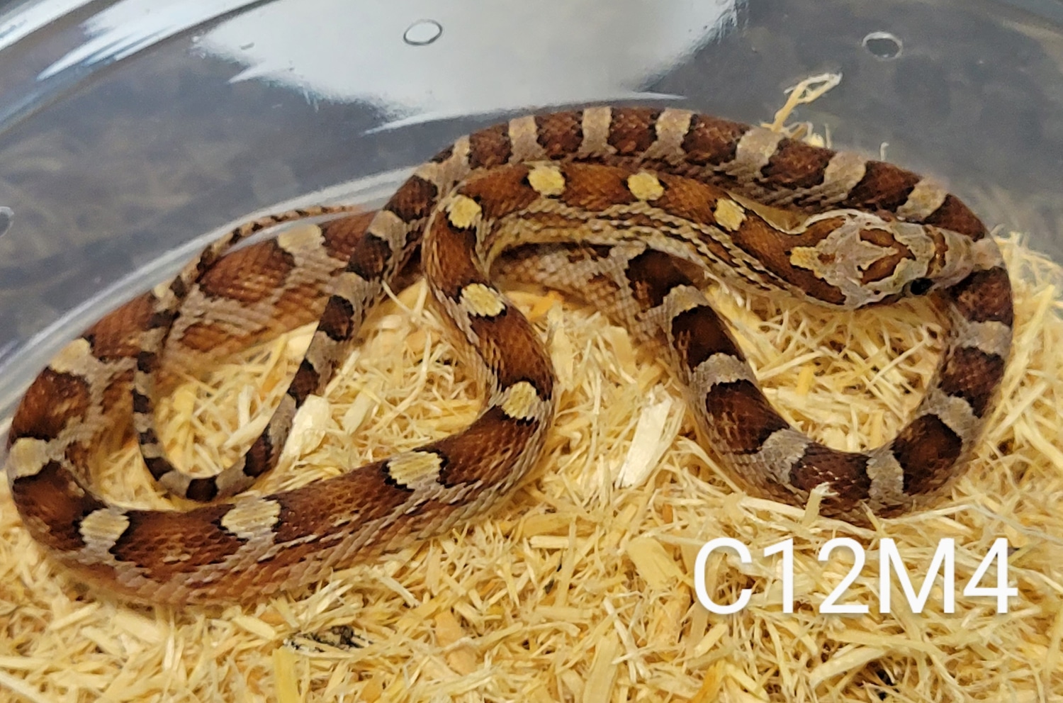 Caramel Bloodred Het Lavender, Lava, Hypo Corn Snake by Chris Nicholas ...