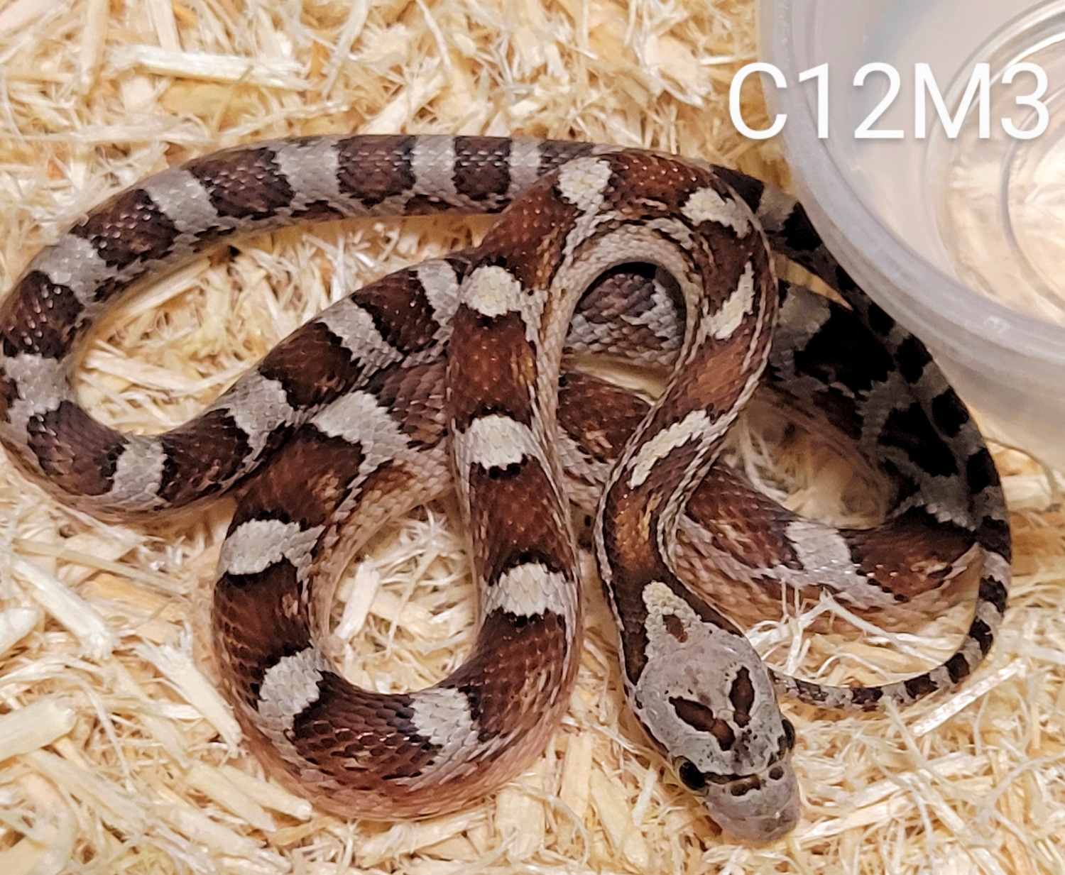 Caramel Bloodred Het Lavender Lava Hypo Corn Snake by Chris Nicholas ...