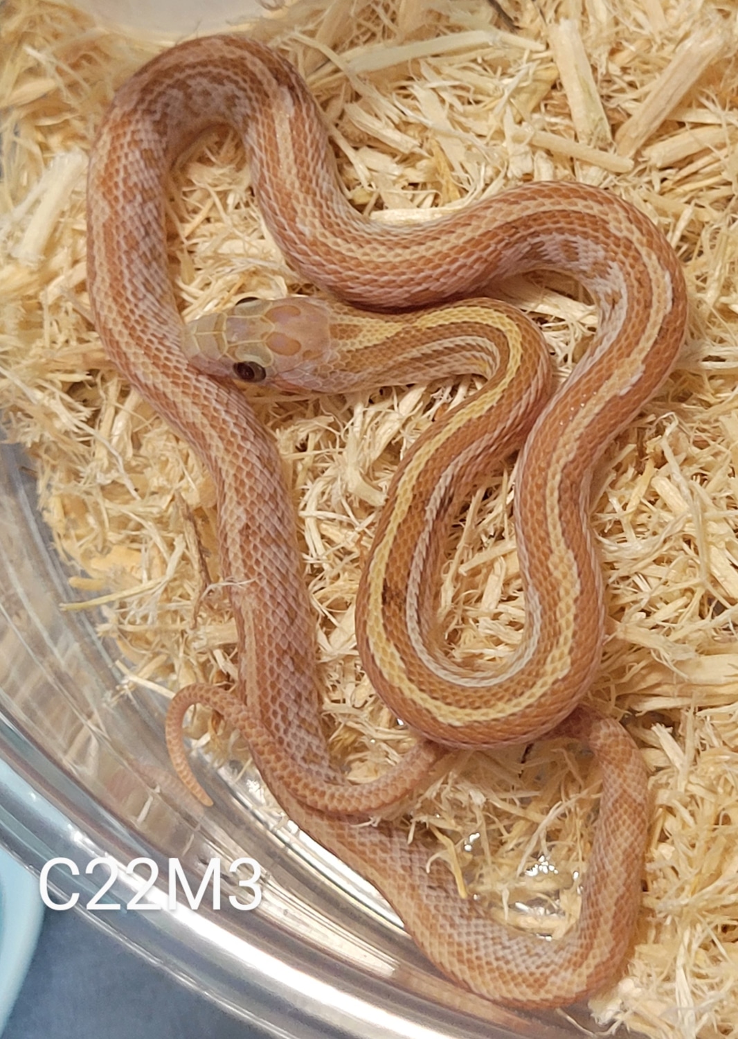 Topaz Tessera Het Moonstone 50% Ph Amel Corn Snake by Chris Nicholas ...