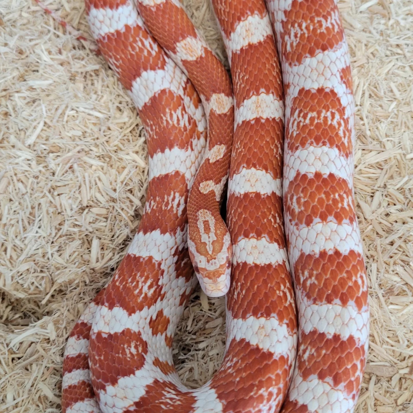 1.1 Proven Breeder Candy Canes Het Sunkissed Caramel Corn Snake by ...