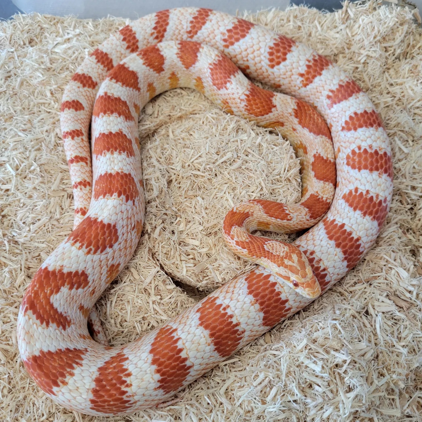 1.1 Proven Breeder Candy Canes Het Sunkissed Caramel Corn Snake by ...