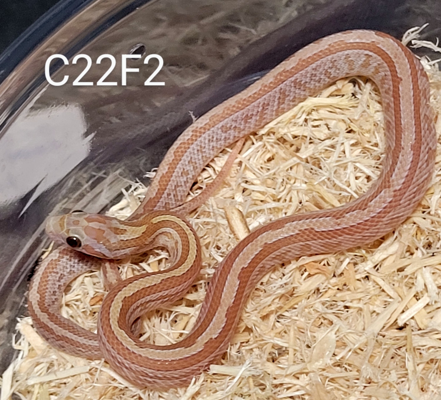 Topaz Tessera Het Moonstone 50% Ph Amel Corn Snake by Chris Nicholas ...