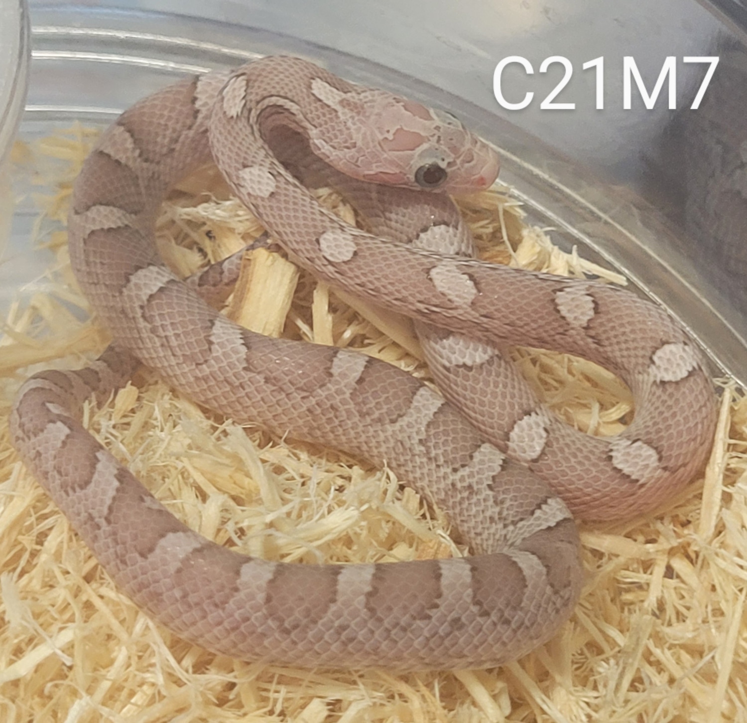 Charcoal Plasma 66% Ph Amel, Hypo Corn Snake by Chris Nicholas Reptiles ...