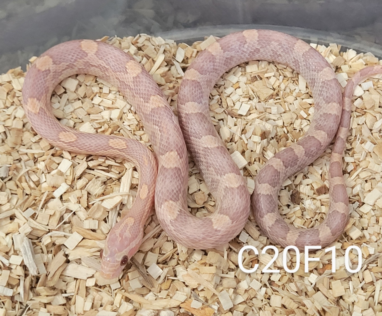 Hypo Lavender Het Caramel Stripe 50% Ph Amel Corn Snake by Chris ...