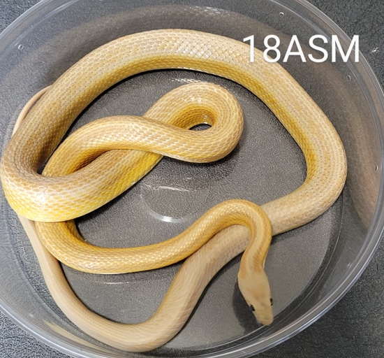 Amber Stripe Het Amel Lavender Corn Snake by Chris Nicholas Reptiles