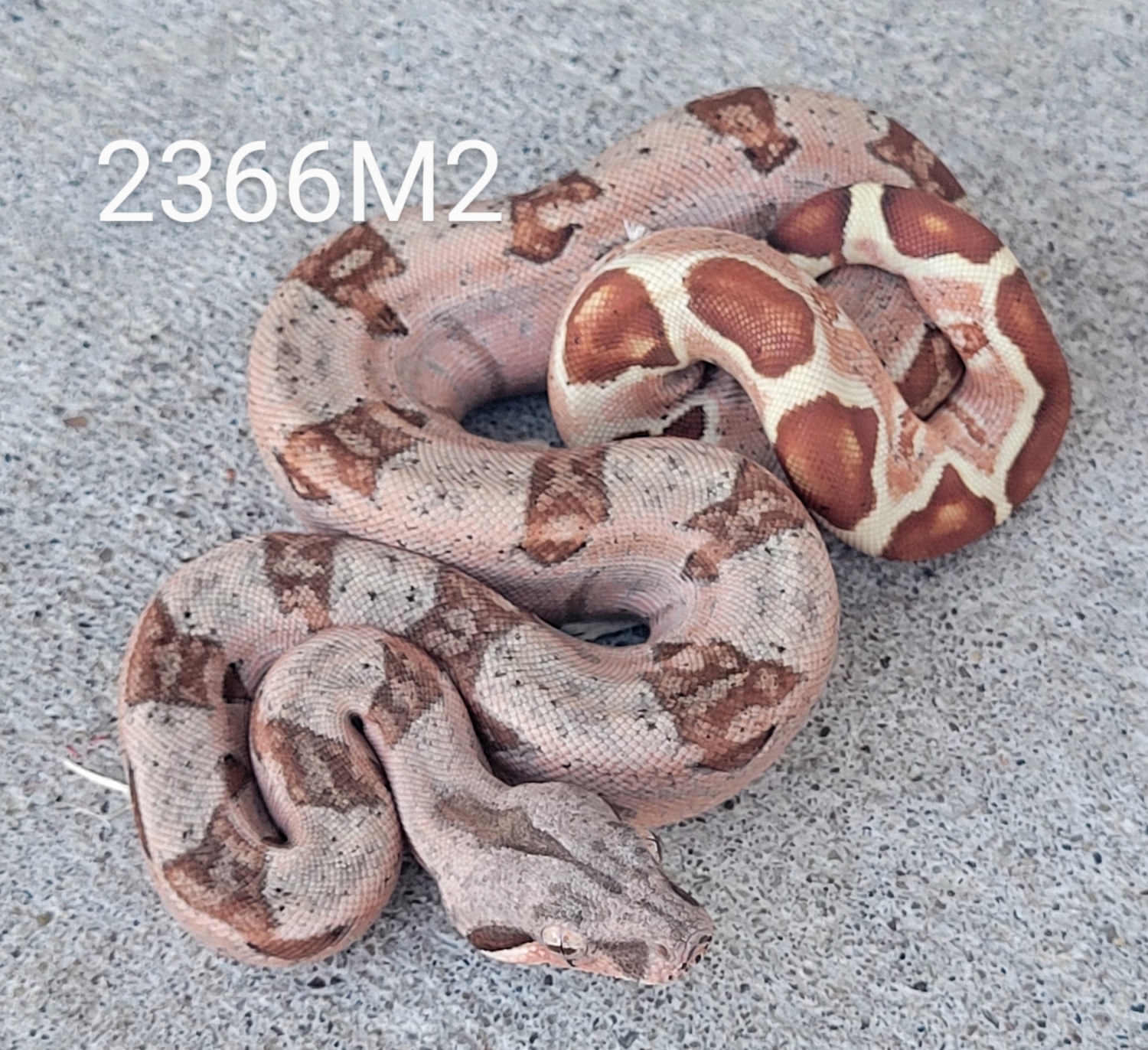 PDMT X Summit Hypo 66% Ph VPI T Boa Constrictor by Chris Nicholas Reptiles - MorphMarket