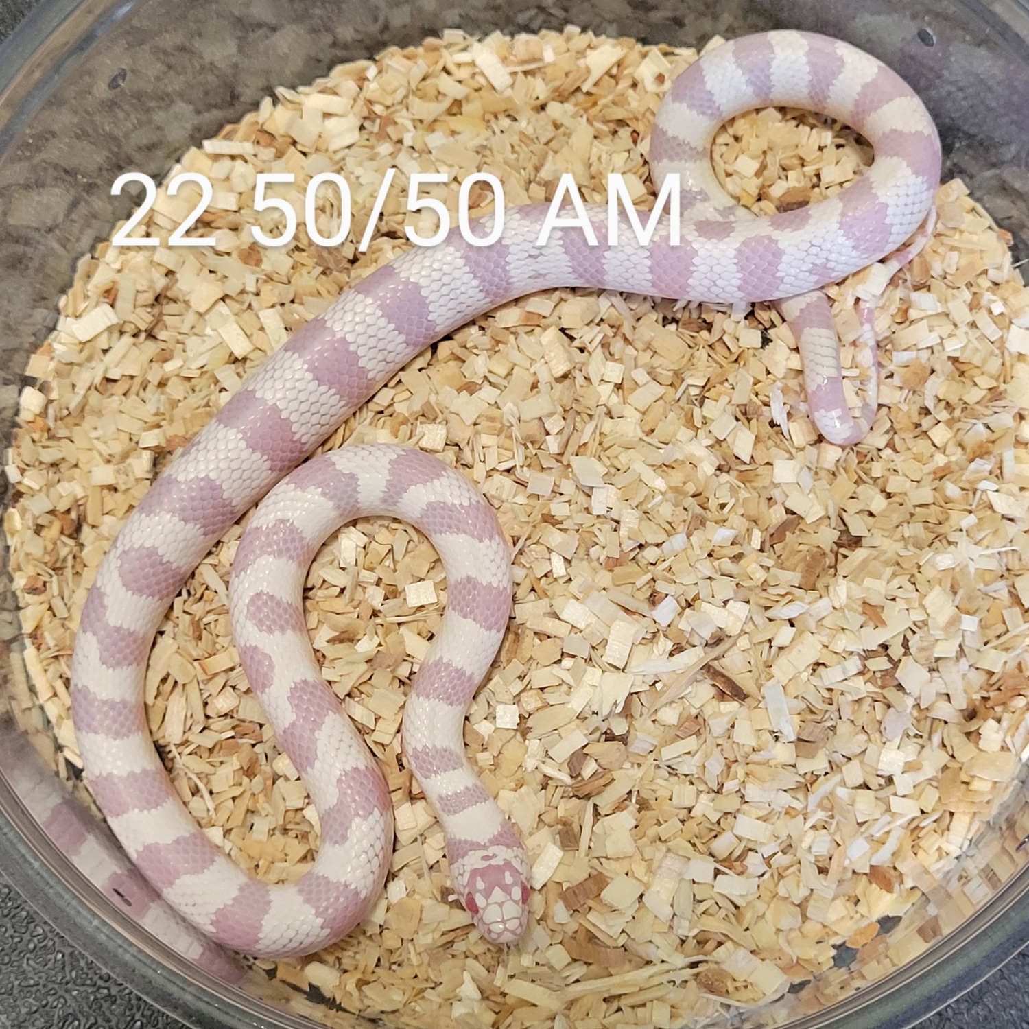 Albino / Het Albino California Kingsnake Pair by Chris Nicholas ...
