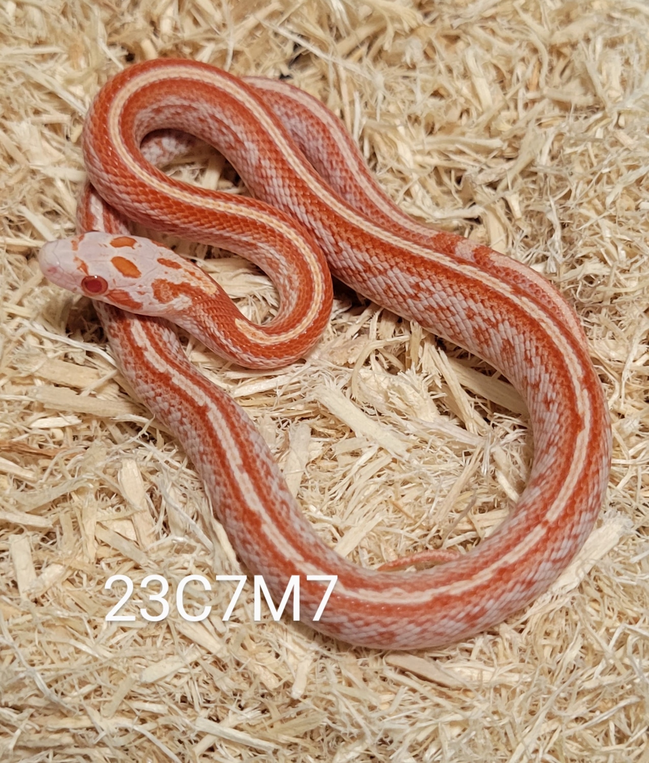 Fire Tessera 66% Ph Lavender, Charcoal, Hypo Corn Snake by Chris ...