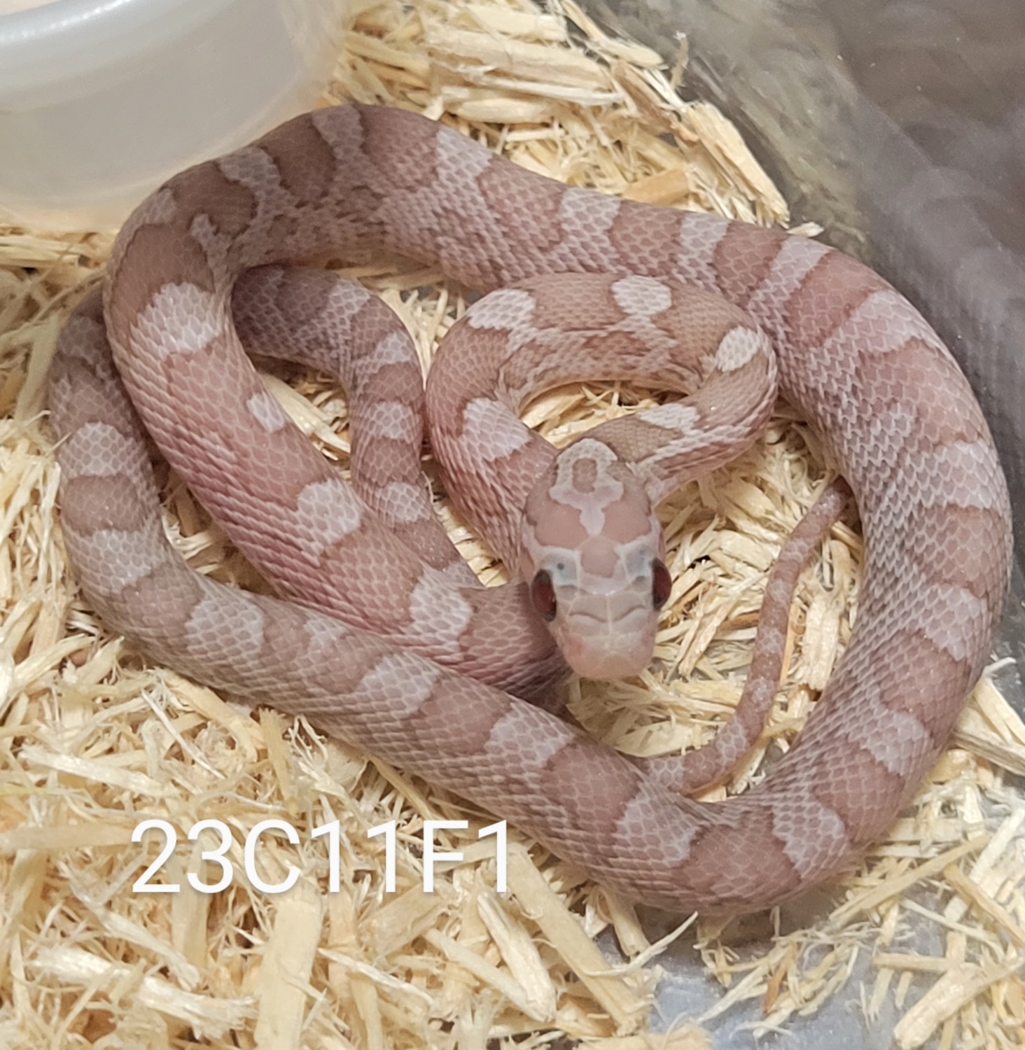 Ultramel Pewter 50% Hypo Lavender Corn Snake by Chris Nicholas Reptiles - MorphMarket