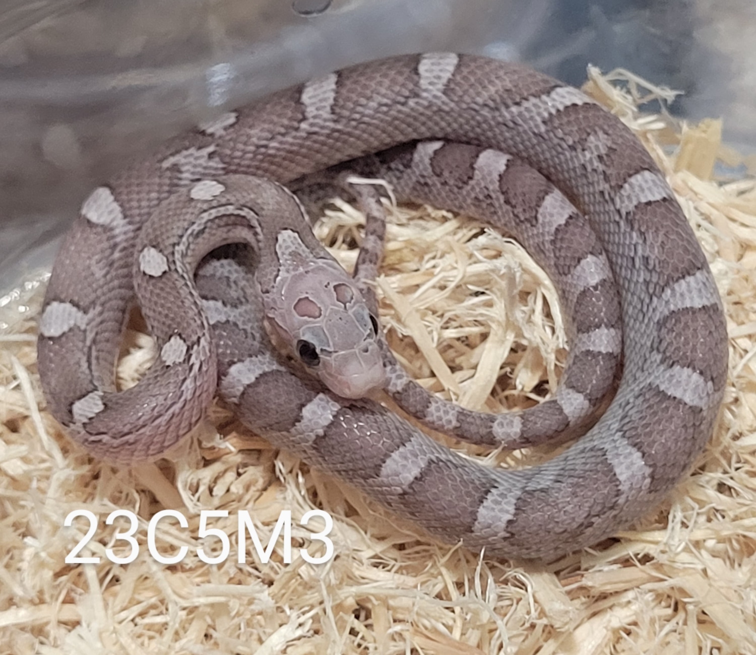 Charcoal Plasma 66% Amel, Hypo Corn Snake by Chris Nicholas Reptiles ...