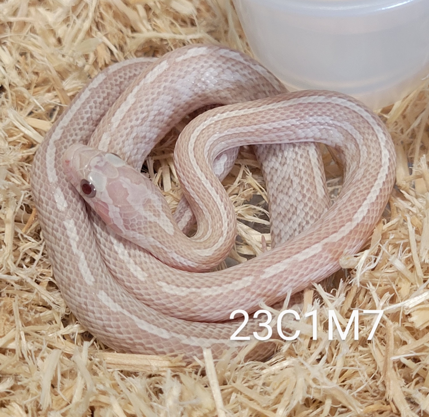 Amaretto Tessera 66% Diffused Corn Snake by Chris Nicholas Reptiles ...