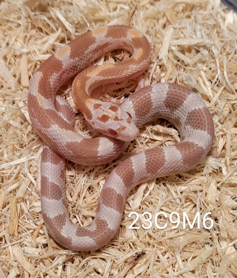 Bloodred Mandarin Corn Snake by Chris Nicholas Reptiles