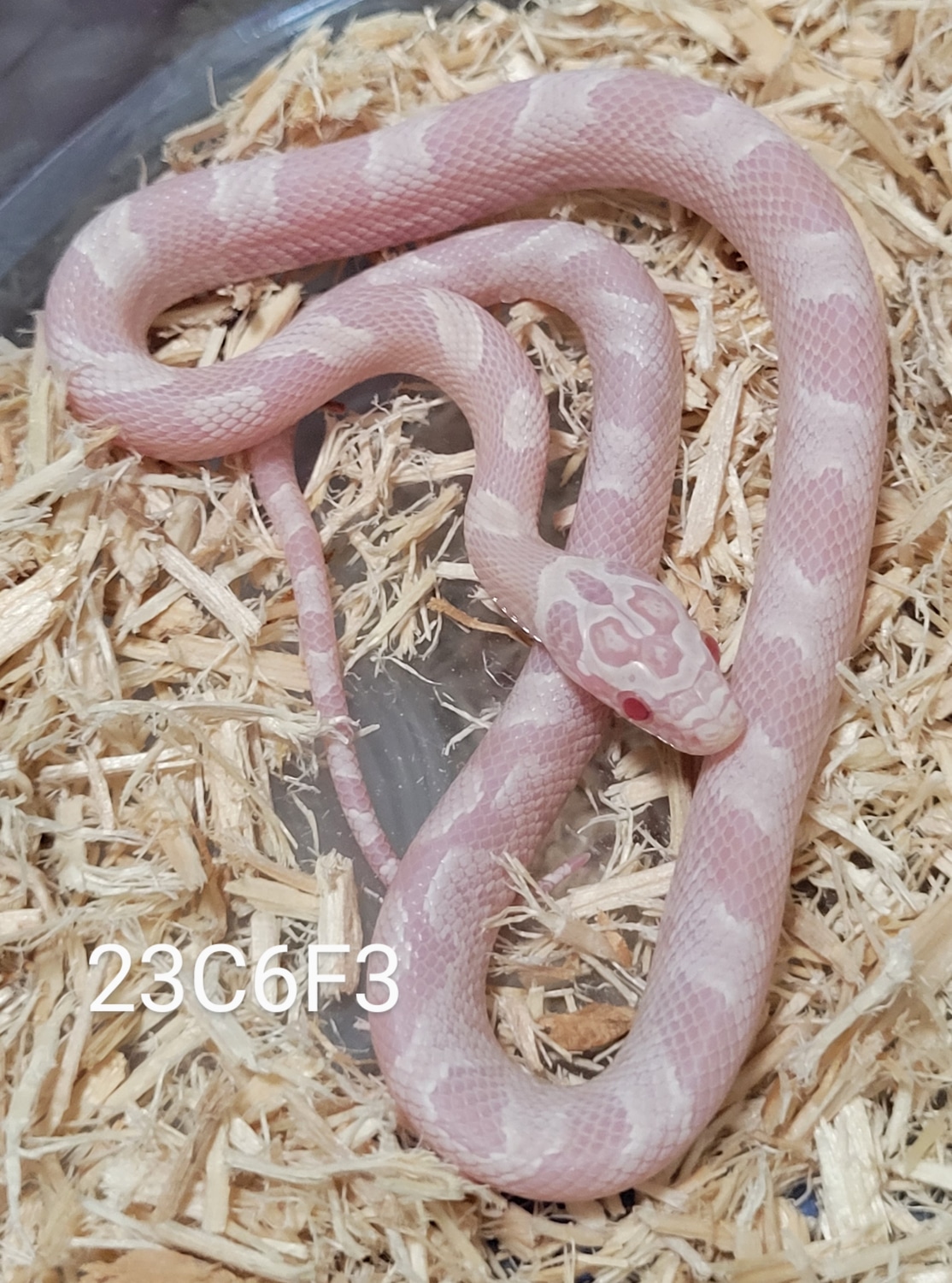 Hypo Sunkissed Snow Corn Snake by Chris Nicholas Reptiles - MorphMarket