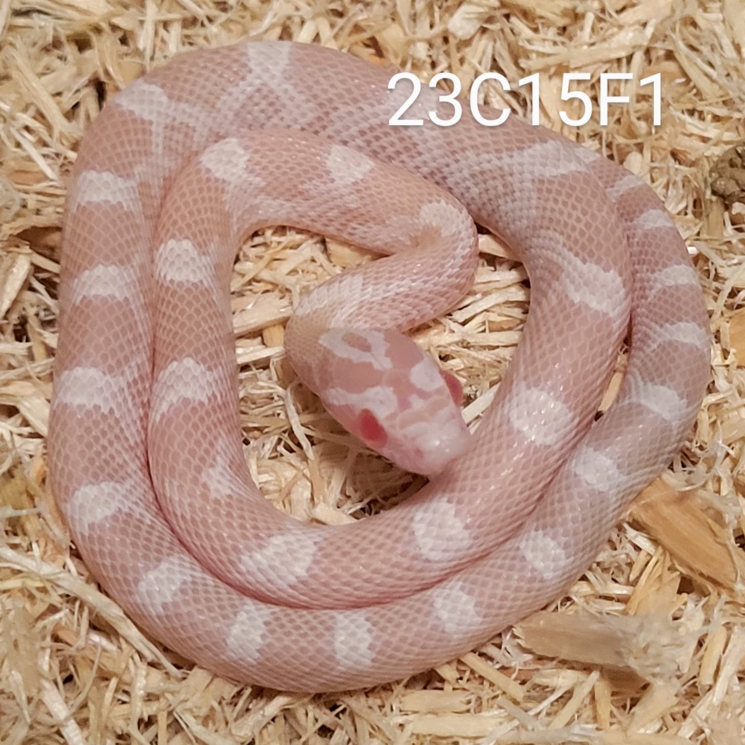 Hypo Lavender Caramel Amel 66% Diffused Corn Snake by Chris Nicholas ...