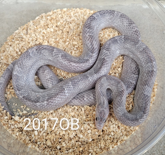 Orchid Bloodred Corn Snake by Chris Nicholas Reptiles