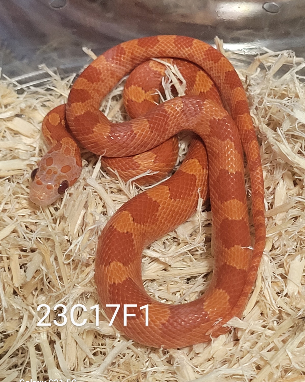 Topaz / Lava Bloodred Pair Corn Snake by Chris Nicholas Reptiles ...