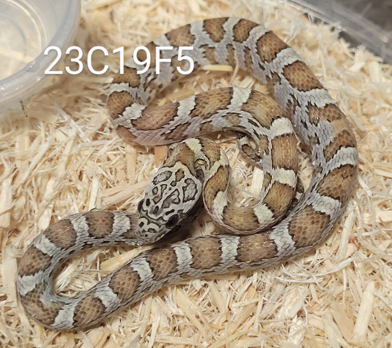 Honey Miami Het Bloodred 66% Hypo Corn Snake by Chris Nicholas Reptiles ...