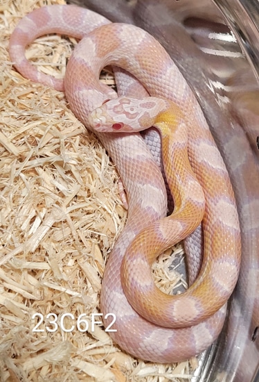 Hypo Sunkissed Snow Corn Snake by Chris Nicholas Reptiles
