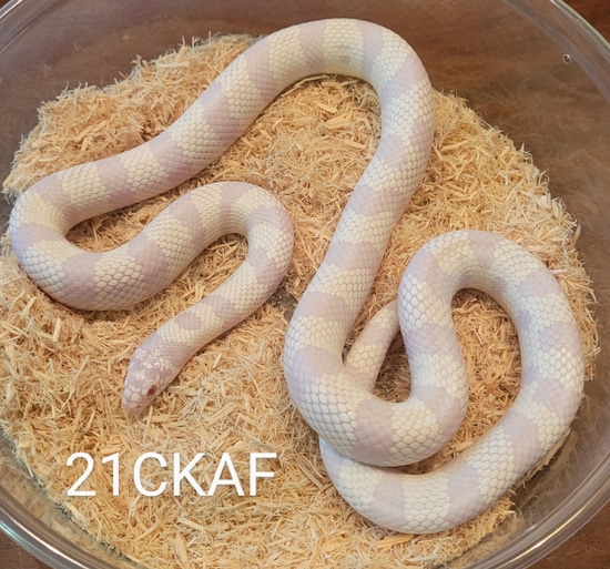 Desert Phase Albino California Kingsnake by Chris Nicholas Reptiles