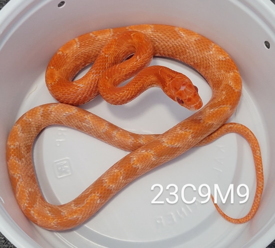 Bloodred Mandarin Pair Corn Snake by Chris Nicholas Reptiles
