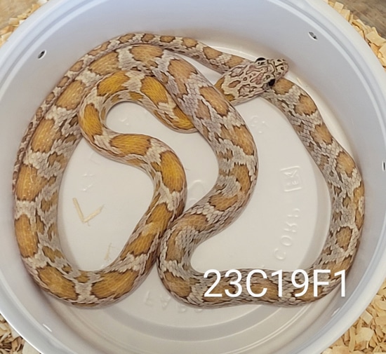 Lemon Miami Het Bloodred Corn Snake by Chris Nicholas Reptiles