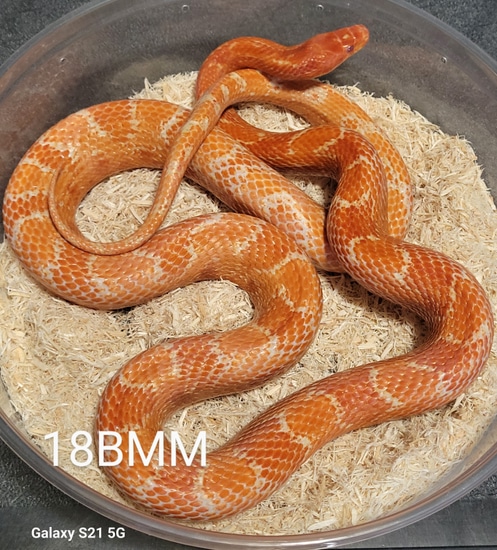 Proven Breeder Bloodred Mandarin Pair Corn Snake by Chris Nicholas Reptiles
